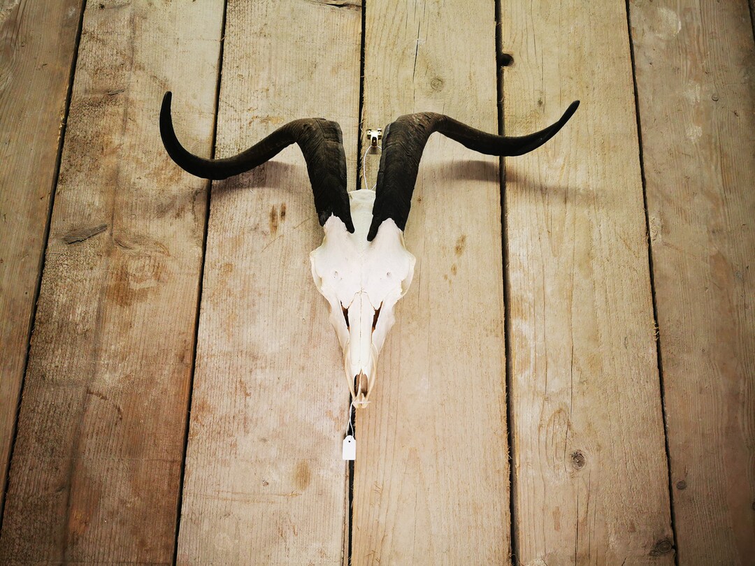 Real Goat Skull With Horns, Origin From Greece! Professional Cleaned ...