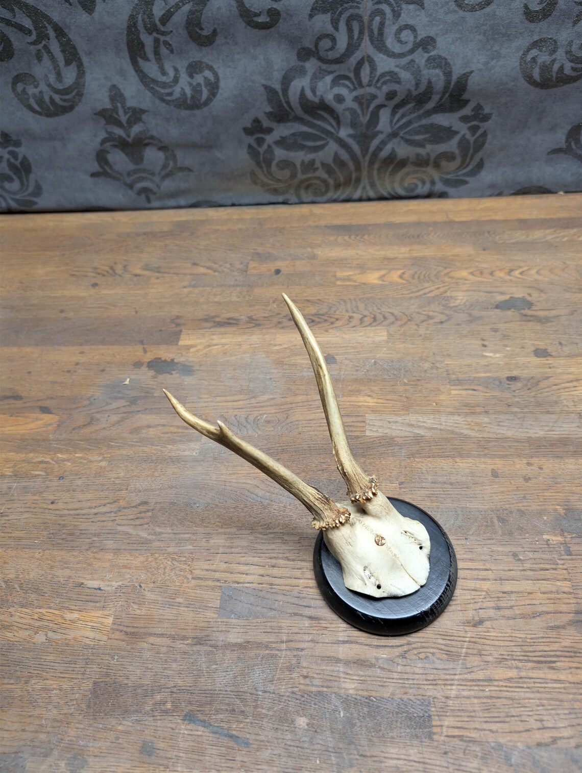 European Roe Deer Skull - Capreolus Capreolus - Sourced From an Old ...