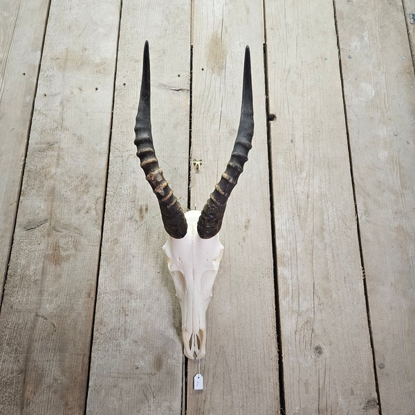 Blesbok - Etsy