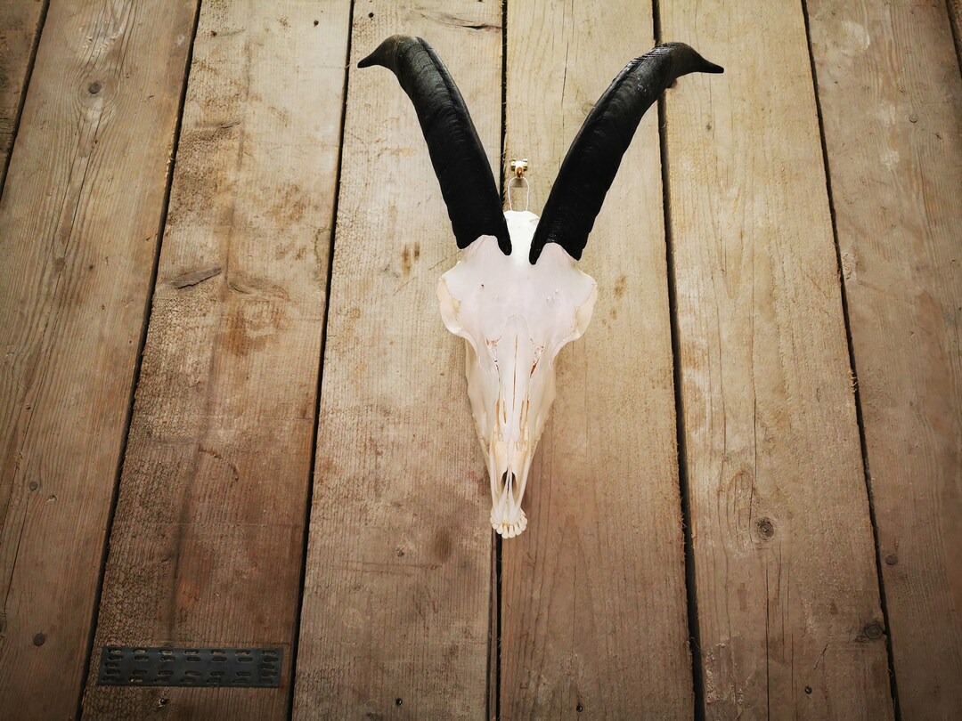 Real Goat Skull With Horns. Professional Cleaned. - Etsy