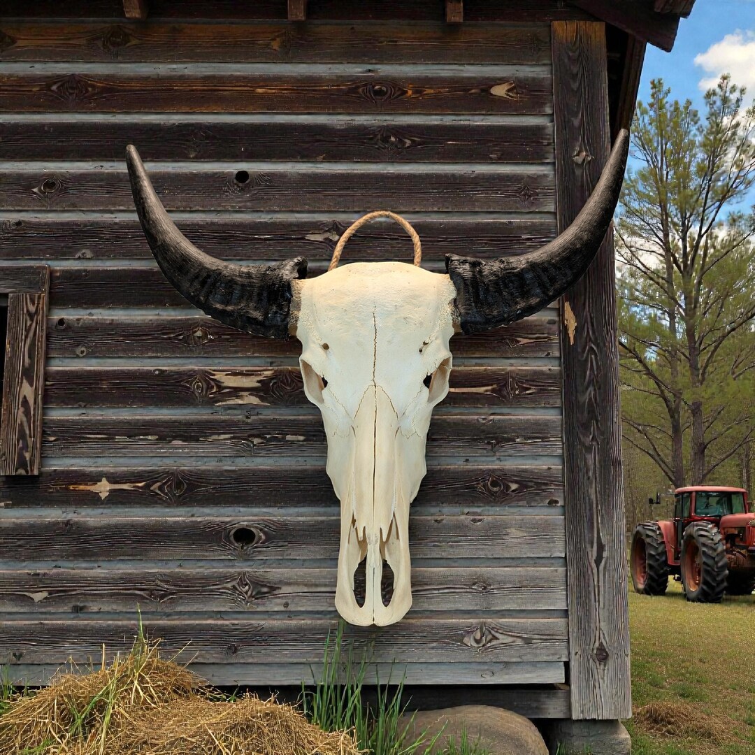 Authentic Water Buffalo Skull With Horns – Cleaned Buffalo Skull Decor ...
