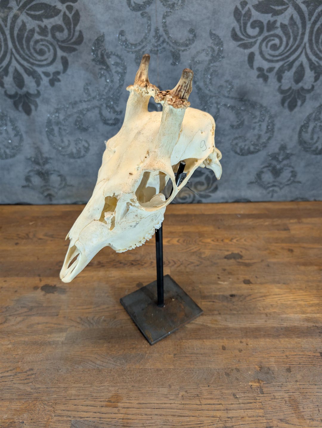 European Fallow Deer Skull - Dama Dama - Sourced From an Old Hunters ...