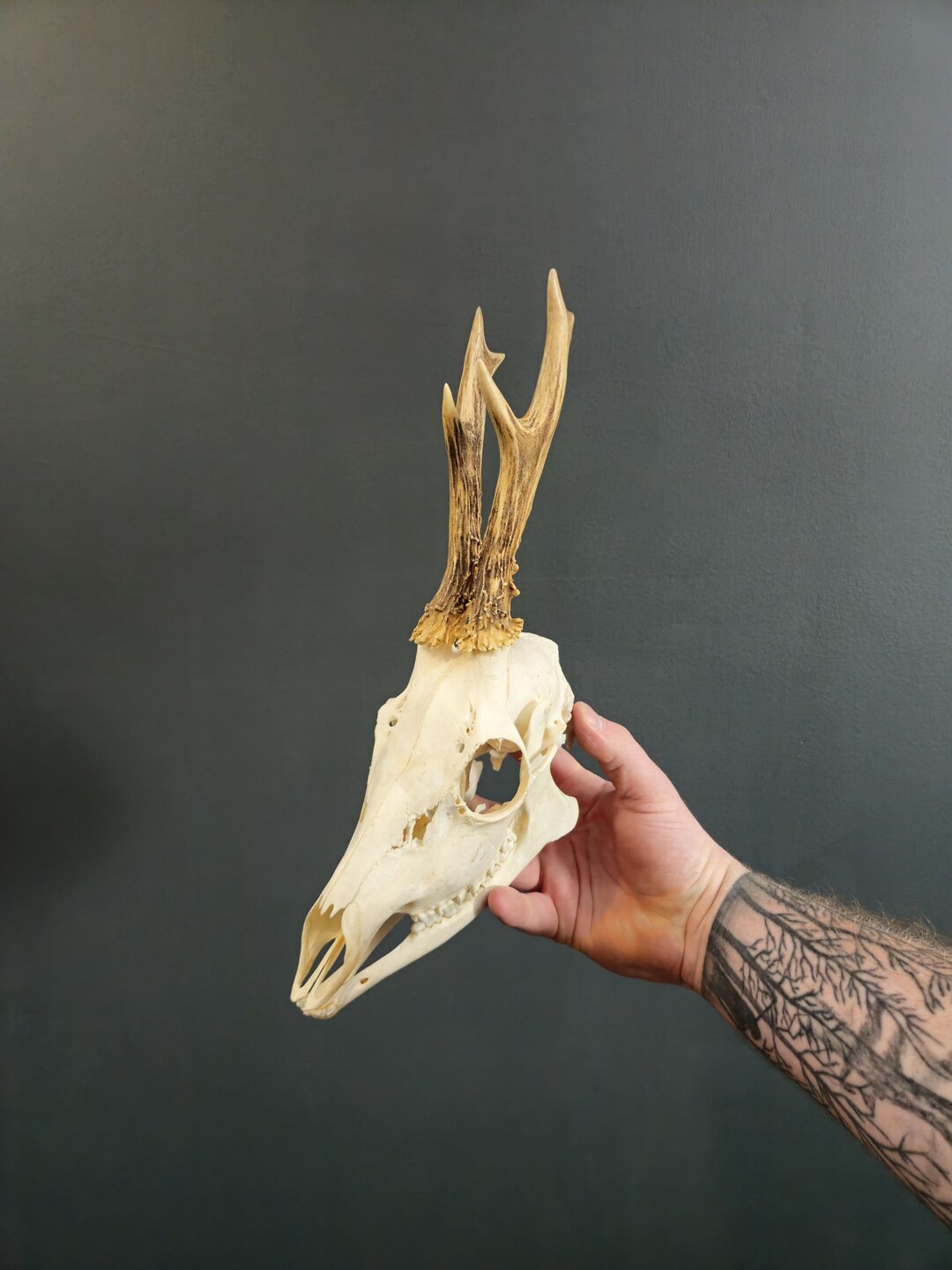 Real Roe Deer Skull With Bottom Jaw and Antlers. Professional Cleaned ...