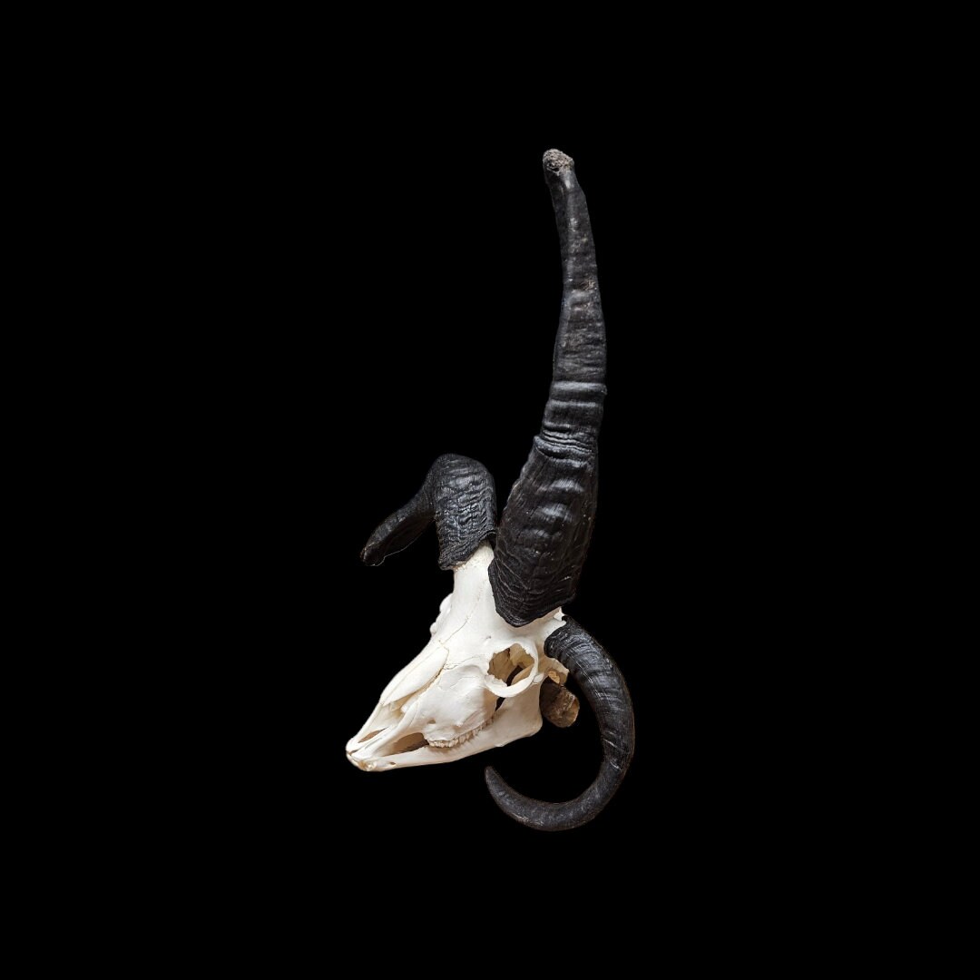 RAM SKULL Jacob Sheep Real Animal Skull Sheep Goat Skull Animal Horns ...