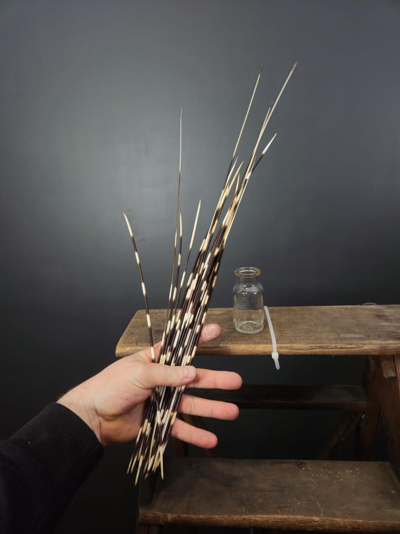 3 Different Sizes of 10x Cape Porcupine Quills. - Etsy