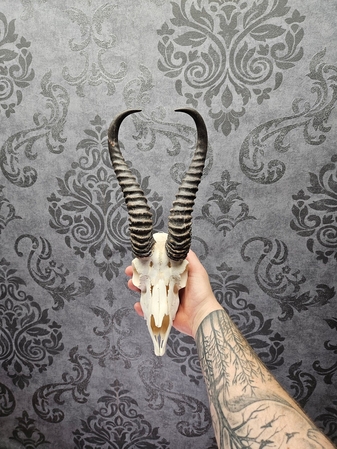 Real Springbok Skull With Horns. Professional Cleaned. - Etsy