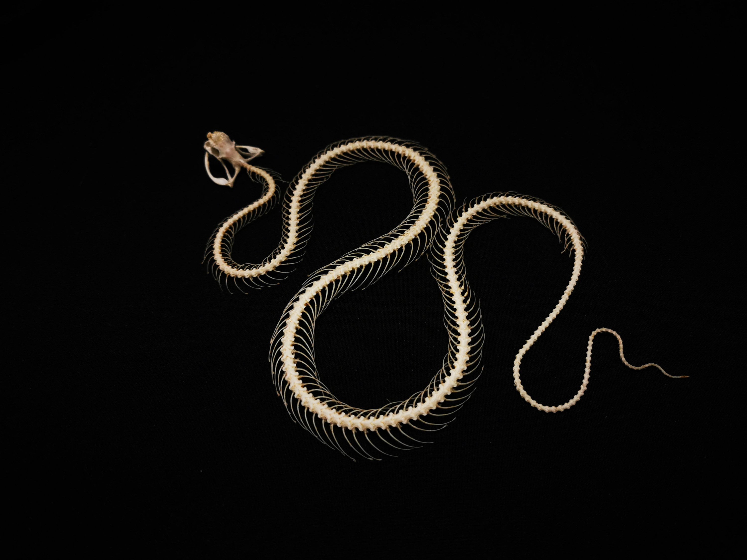 Real Snake Skeleton White-lipped Tree Viper Real Animal - Etsy