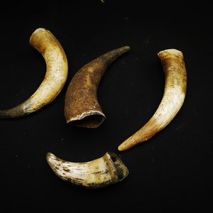 Real Cow Horns: Rustic Home Decor, Art Supplies - Etsy
