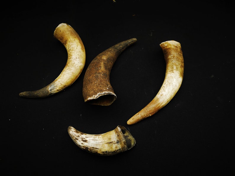 Real Cow Horns: Rustic Home Decor, Art Supplies - Etsy