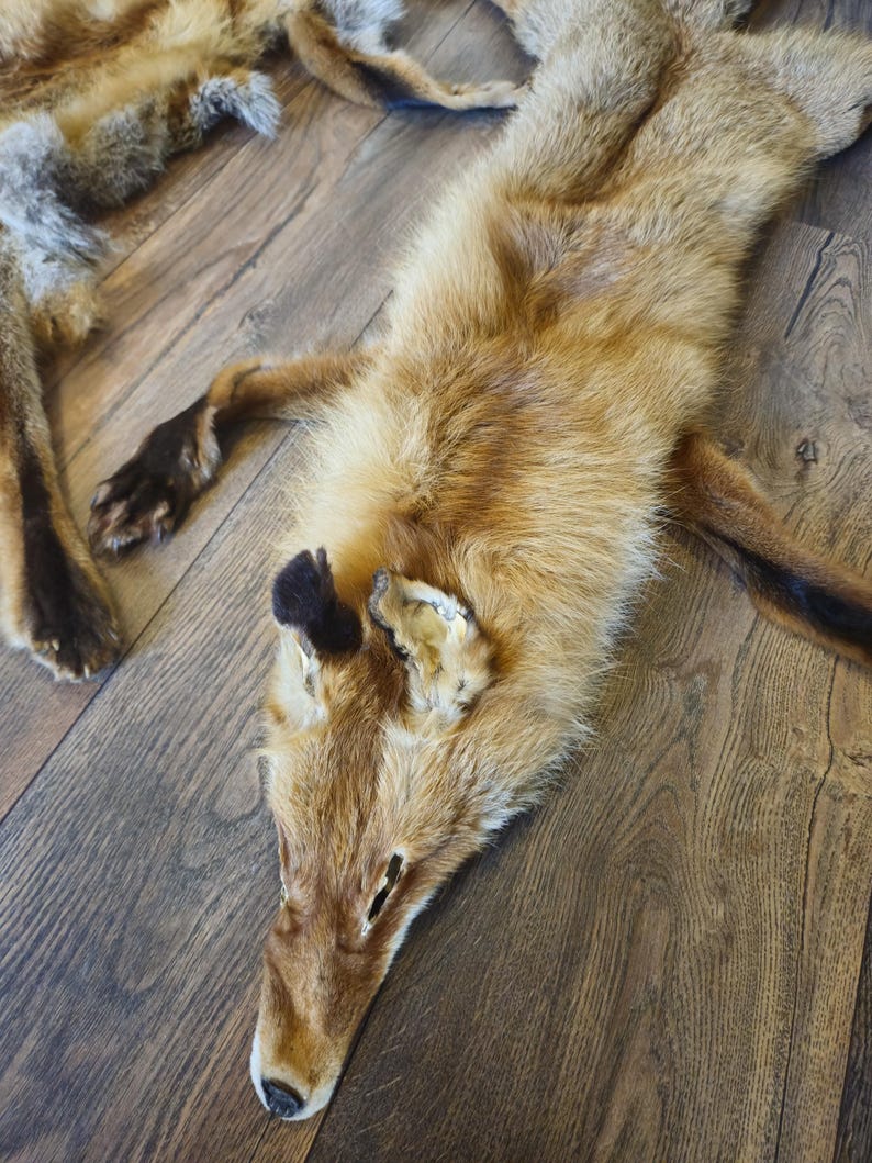 Tanned European Red Fox Hide – Vulpes Vulpes, Collector Display - Etsy
