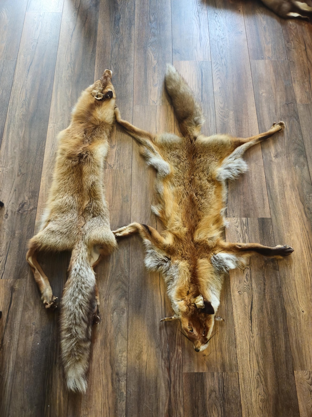 Tanned European Red Fox Hide – Vulpes Vulpes, Collector Display - Etsy