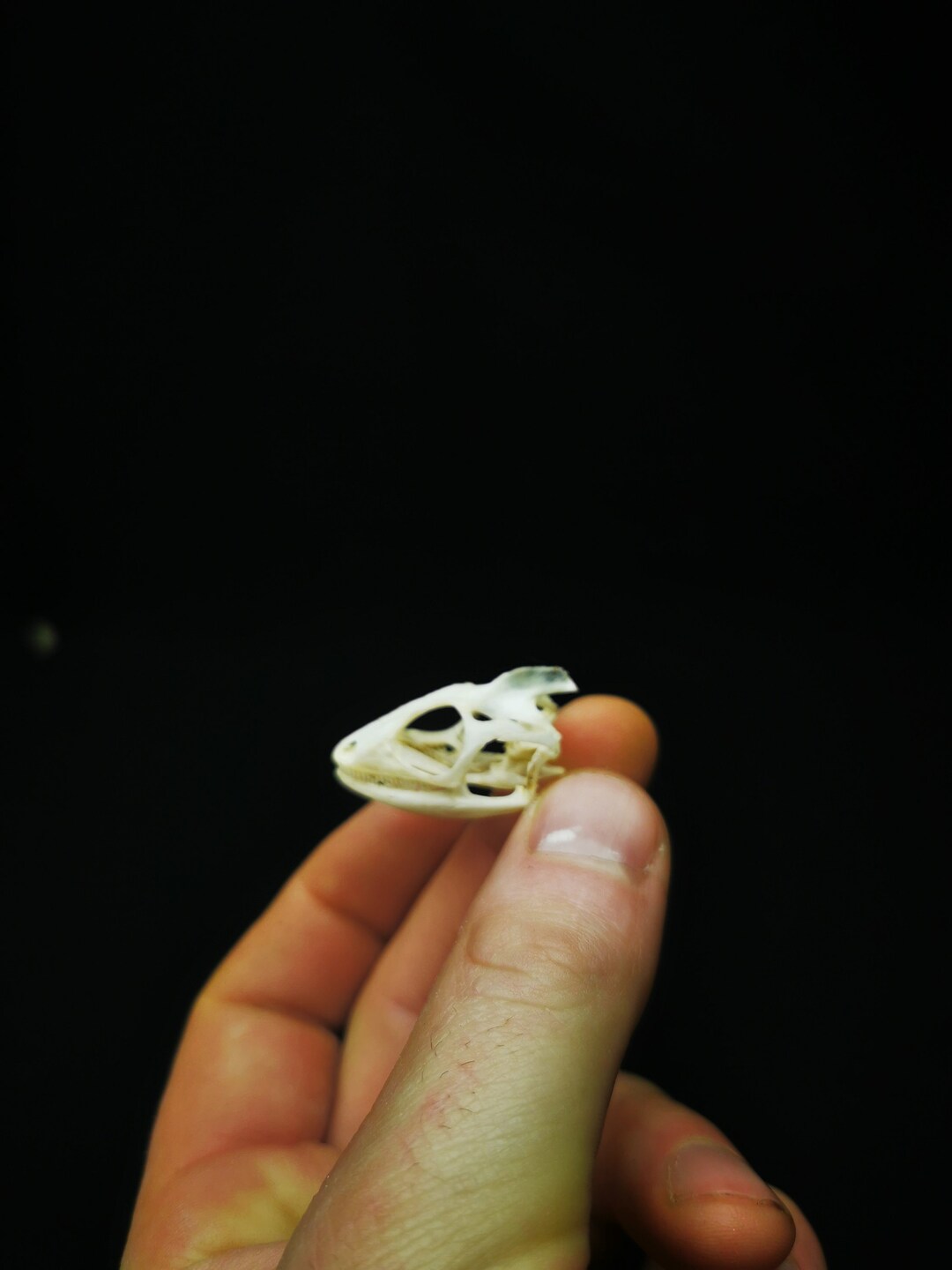 Real Skull of a Common Basilisk Professional Cleaned. - Etsy