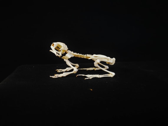 Toad Skeleton