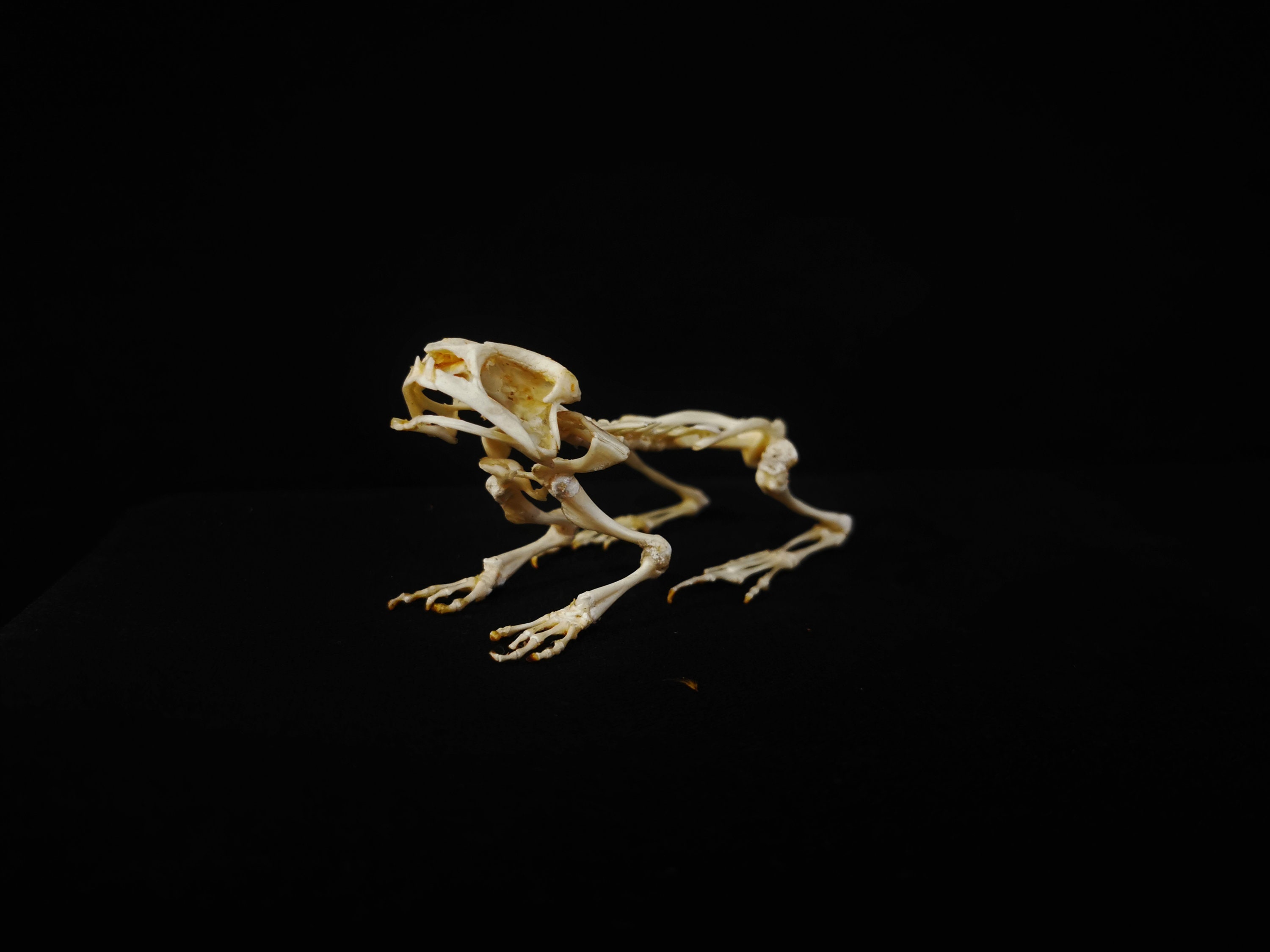 Real Asian Common Toad Skeleton Real Animal Skulls. | Etsy