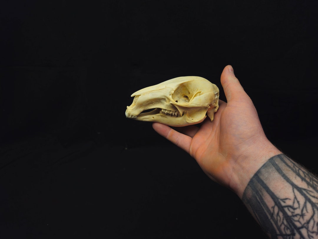 Red-necked Wallaby Skull of a Adult Animal. - Etsy