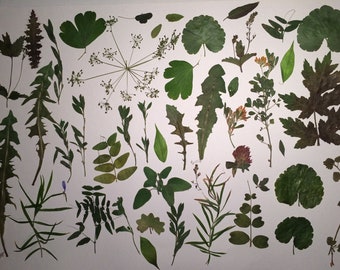 Pressed leaves | Etsy