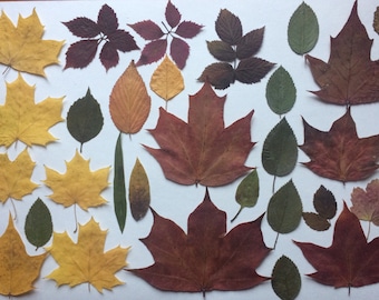 Pressed leaves | Etsy