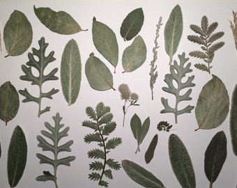 Pressed leaves | Etsy