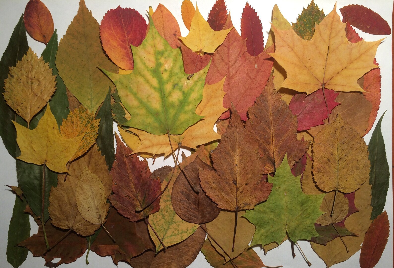 300 Real Fall Leafs Dried Pressed Leaves Pressed Autumn | Etsy