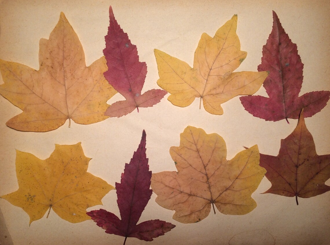 50 echte herfstbladeren gedroogde geperste bladeren geperste | Etsy