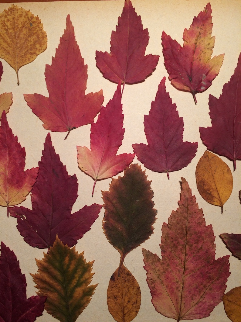 Real Autumn Leaves Dried Pressed Leaves Pressed Autumn | Etsy