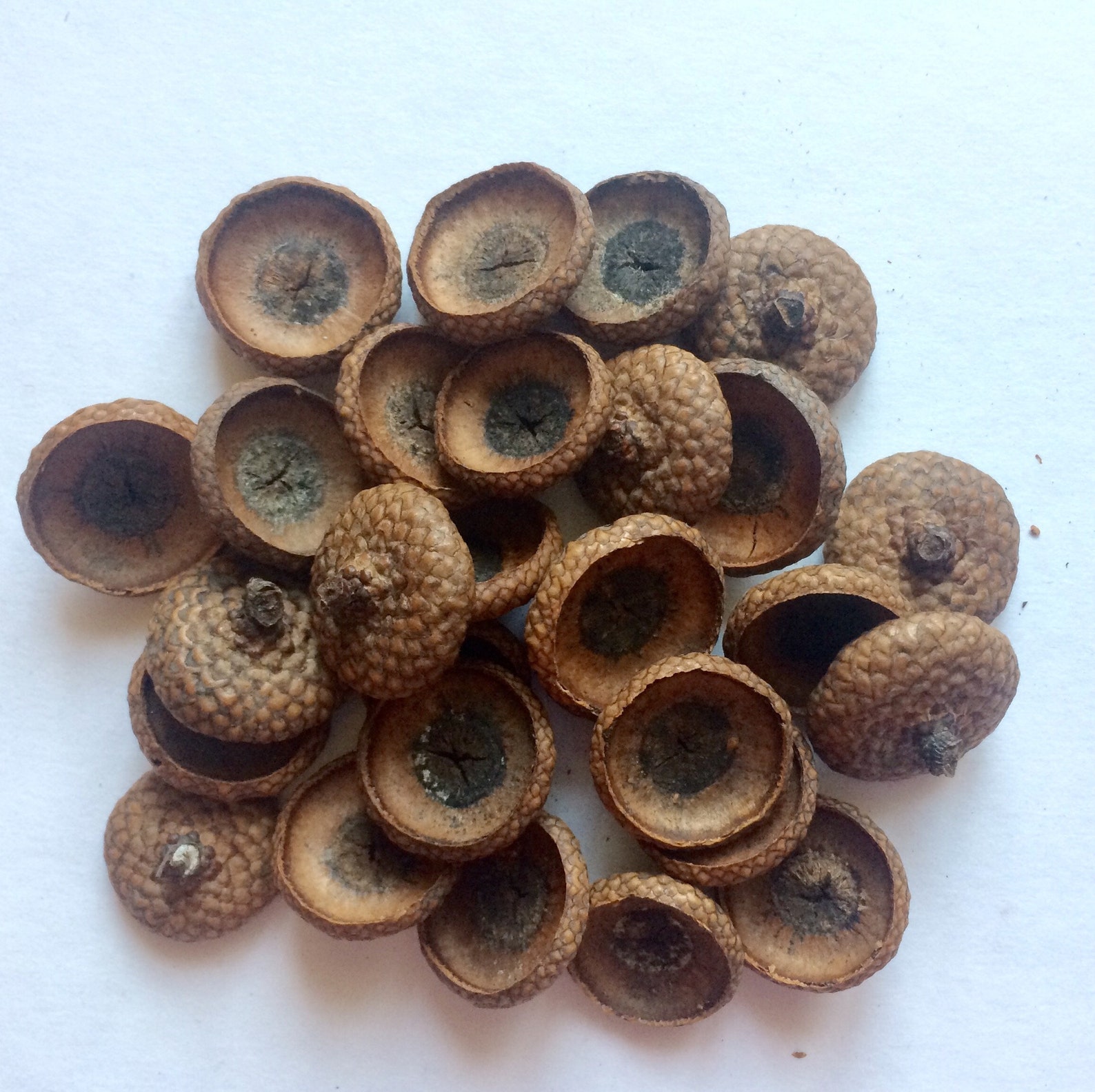 Large Acorn Caps 30 Acorn Caps Real Acorn Caps | Etsy
