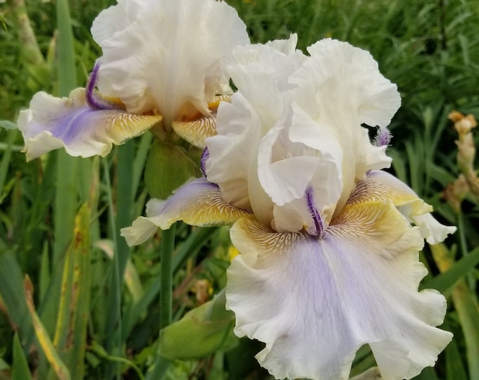 Iris : Devil David - Tall Bearded Iris - Etsy