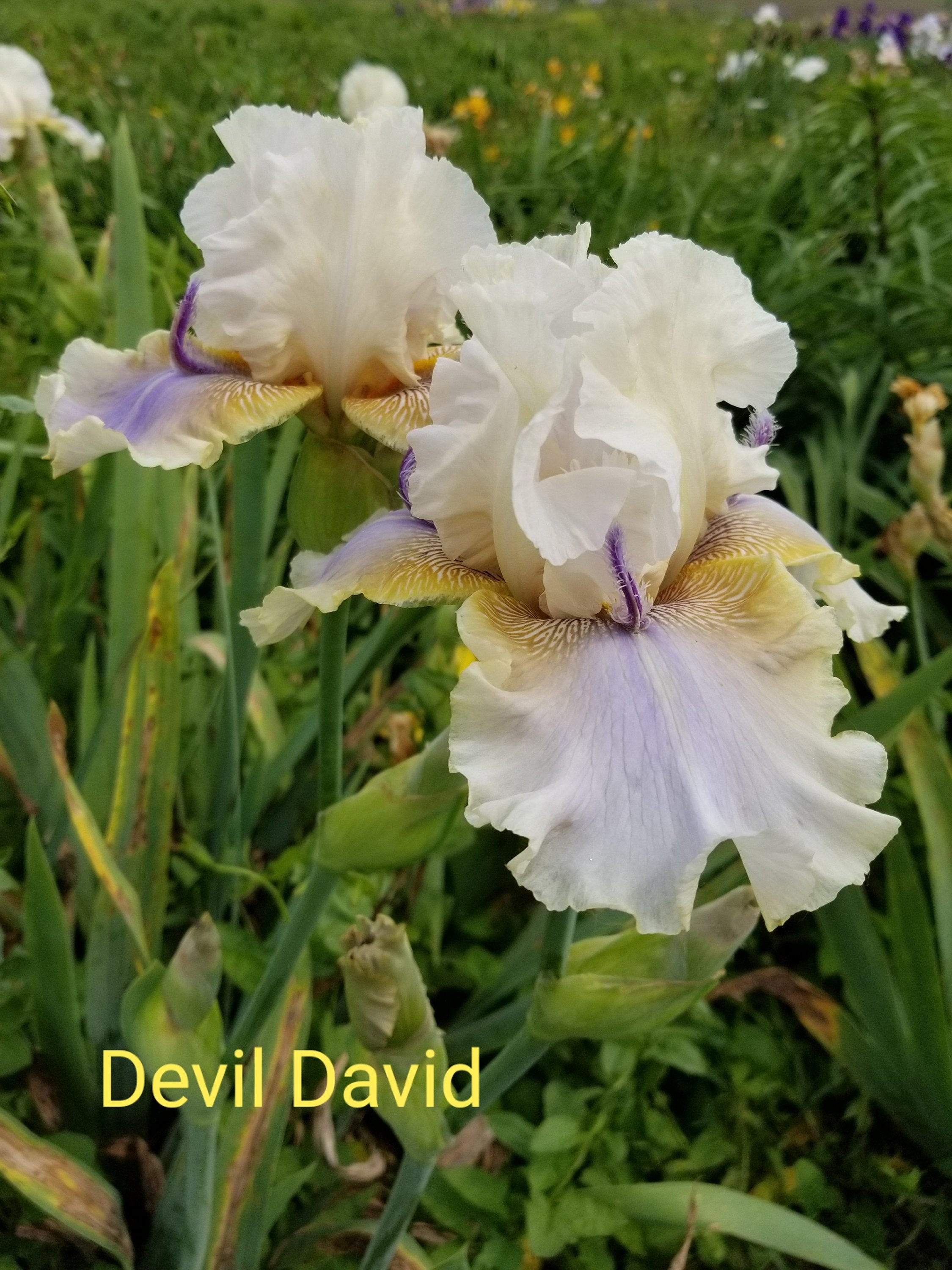 Iris : Devil David Tall Bearded Iris | Etsy