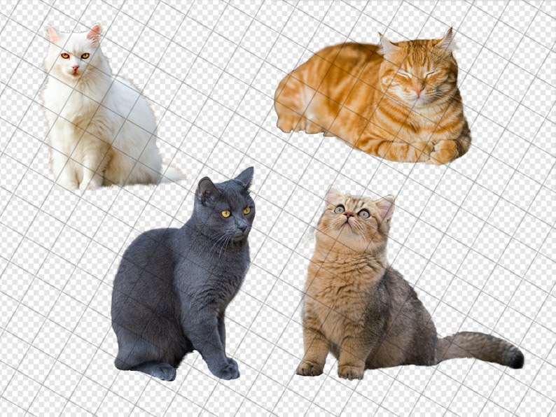 20 Cute and Funny Cats Overlays for Your Creative Image Editing ...