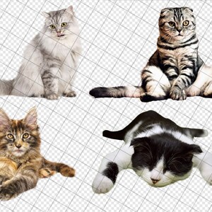 20 Cute and Funny Cats Overlays for Your Creative Image - Etsy
