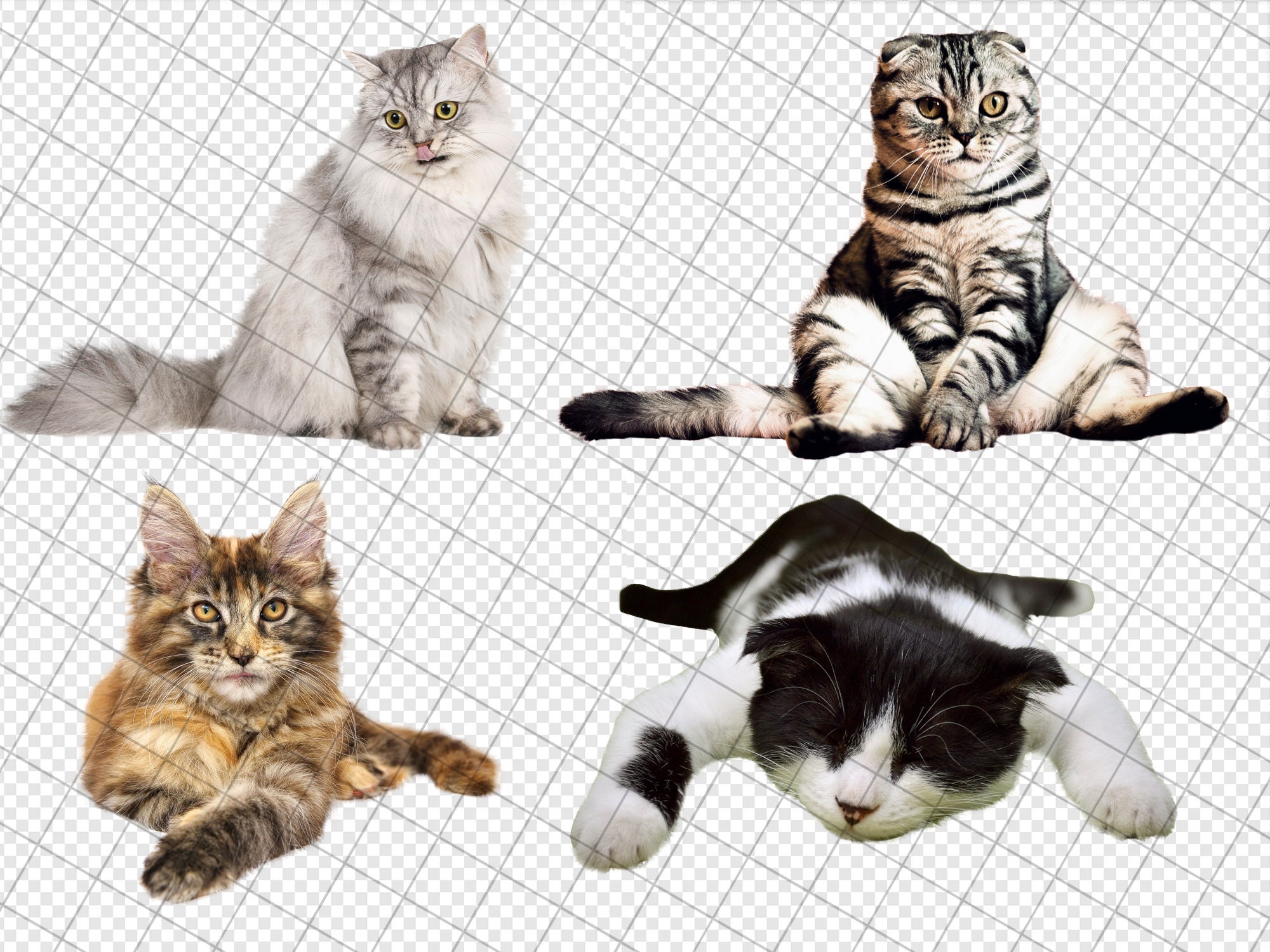 20 Cute and Funny Cats Overlays for Your Creative Image - Etsy