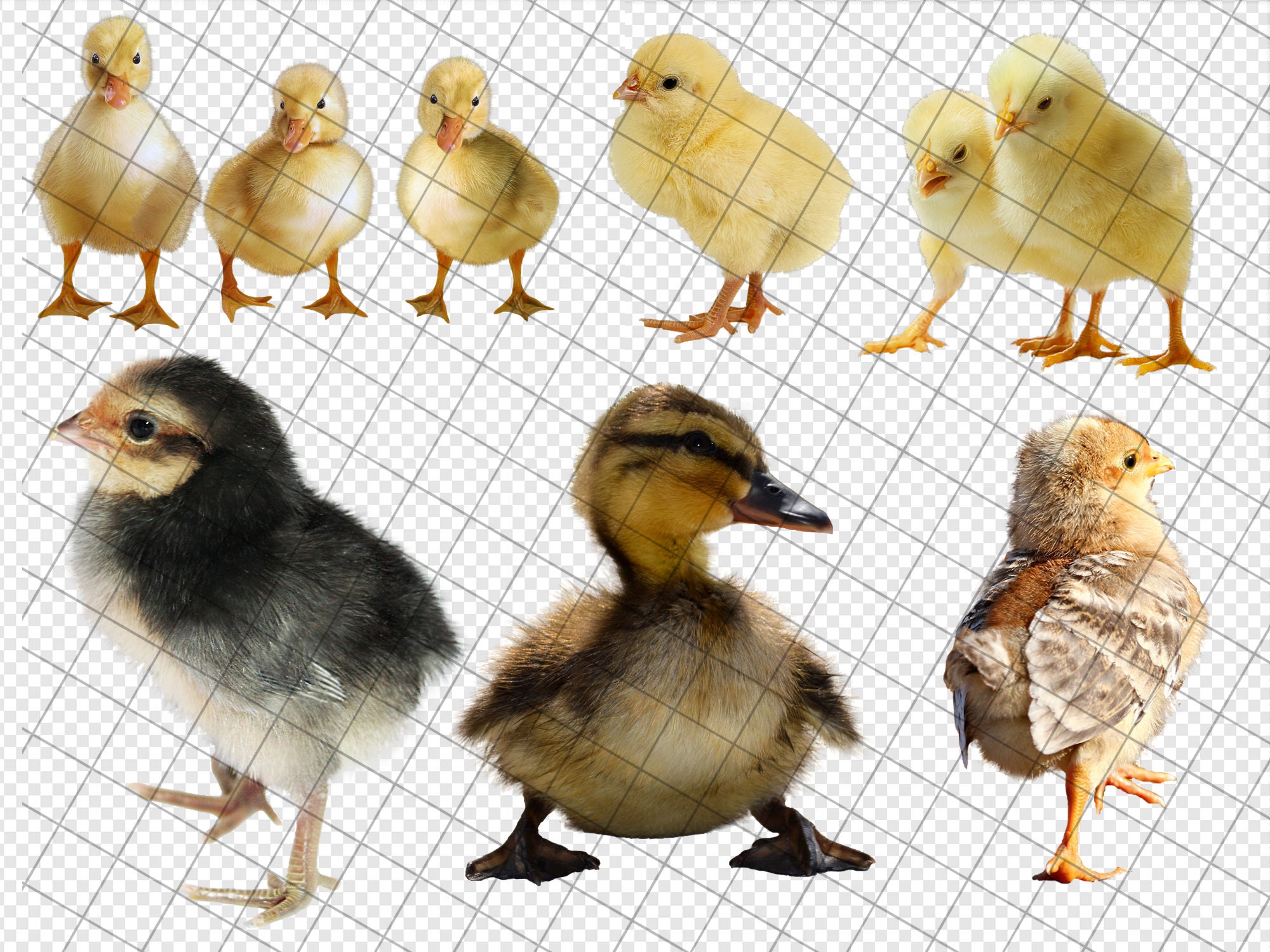 20 Cute Baby Chickens and Ducklings Overlays, Realistic Cliparts, PNG ...