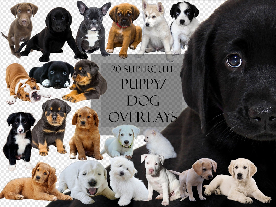 Super Cute Puppies