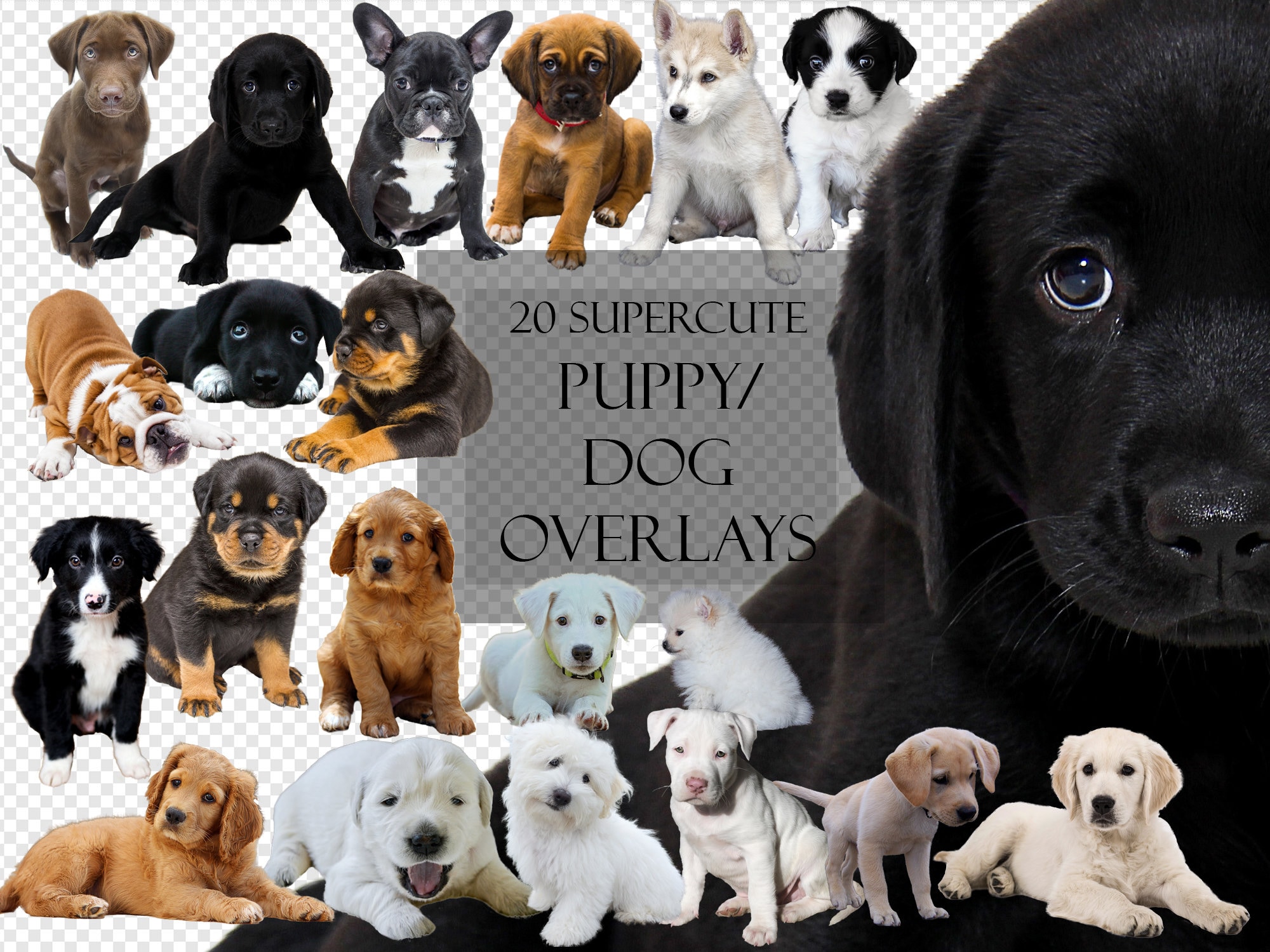 20 Super Cute Puppies Overlays, Baby Dogs, Baby Animals, Scrapbooking ...