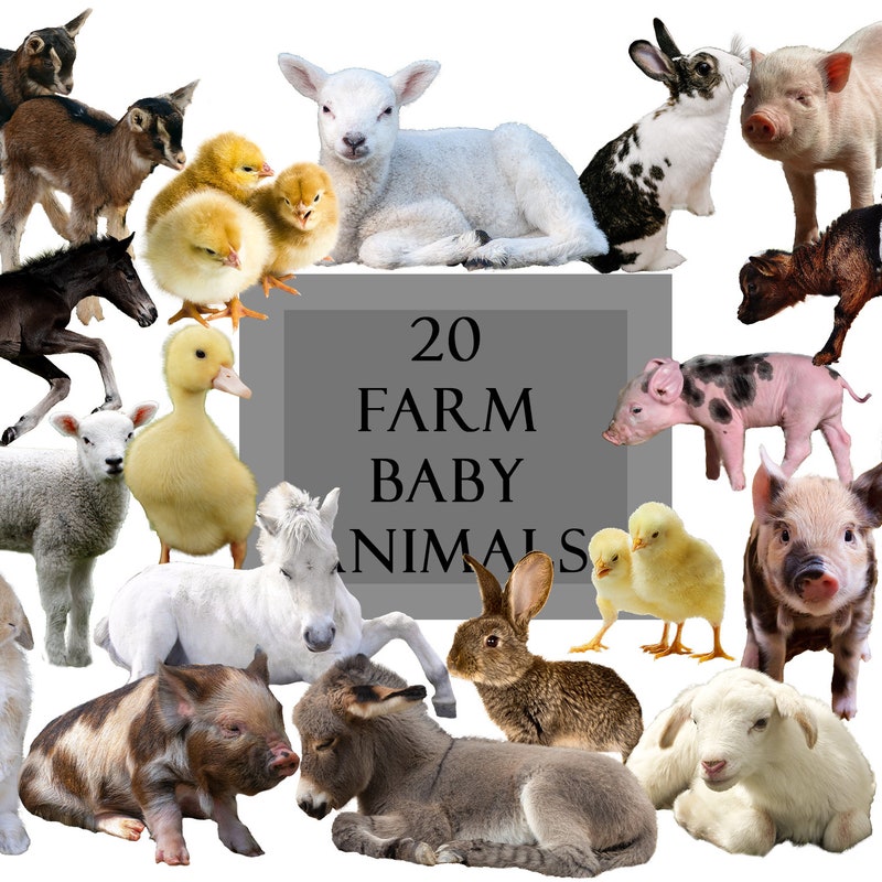 Farm Animal Photo - Etsy