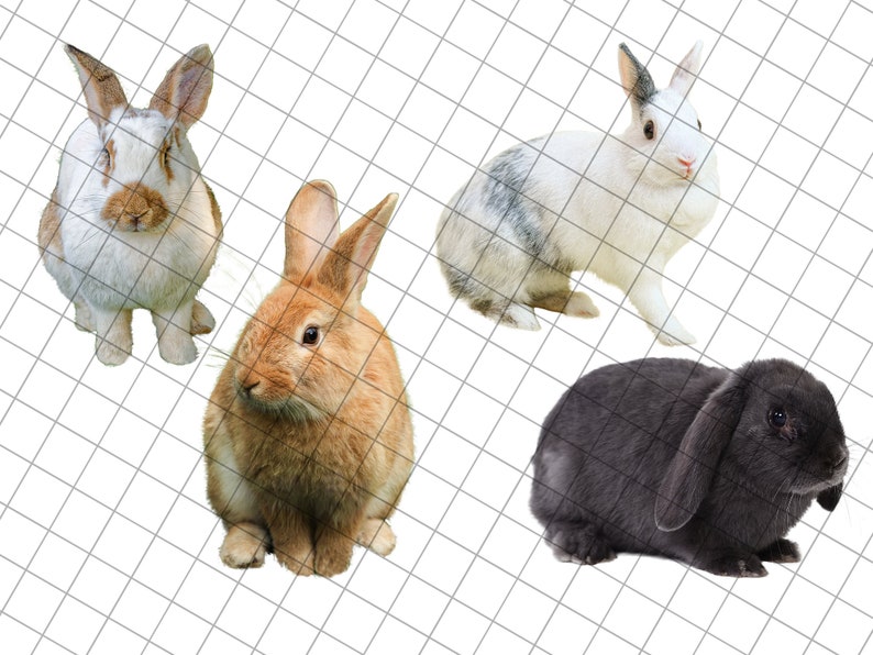 20 Rabbit Overlays, Easter Bunnies, Transparent Background, Clipart ...