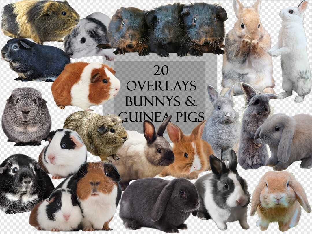 20 Super Cute Bunnys / Rabbits and Guinea Pigs Overlays, Cliparts, Kids ...