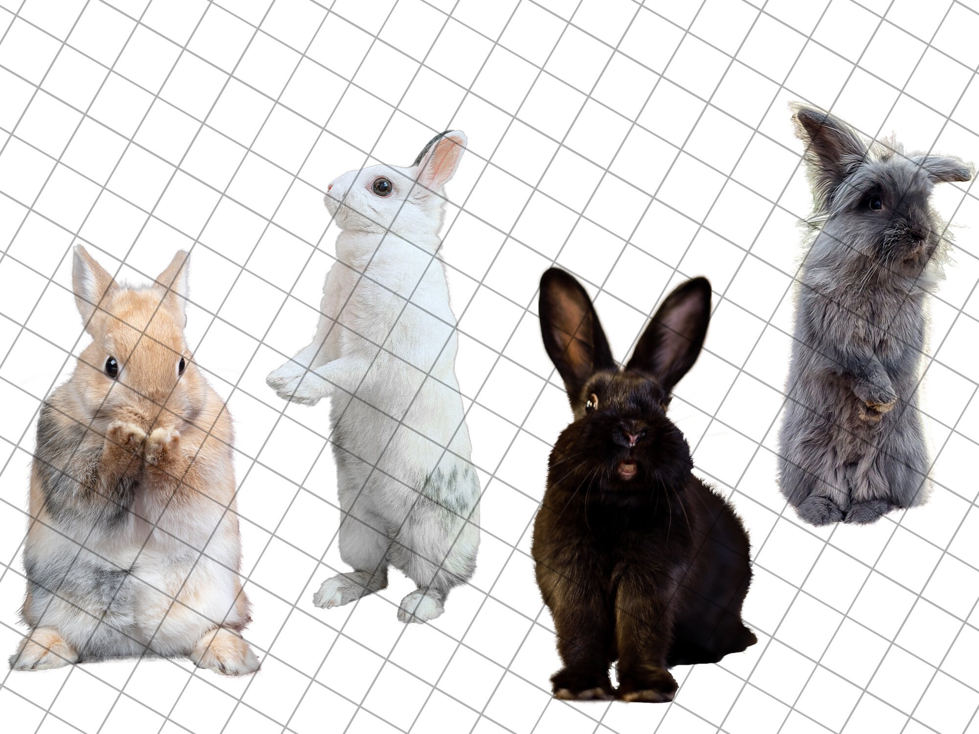 20 Rabbit Overlays, Easter Bunnies, Transparent Background, Clipart ...