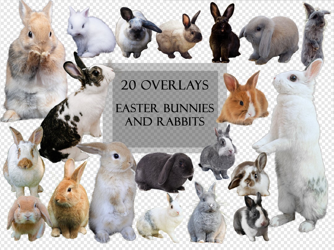 20 Rabbit Overlays, Easter Bunnies, Transparent Background, Clipart ...