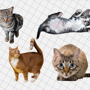 20 Cute and Funny Cats Overlays for Your Creative Image Editing ...