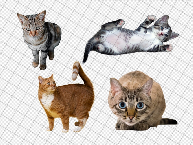 20 Cute and Funny Cats Overlays for Your Creative Image Editing ...