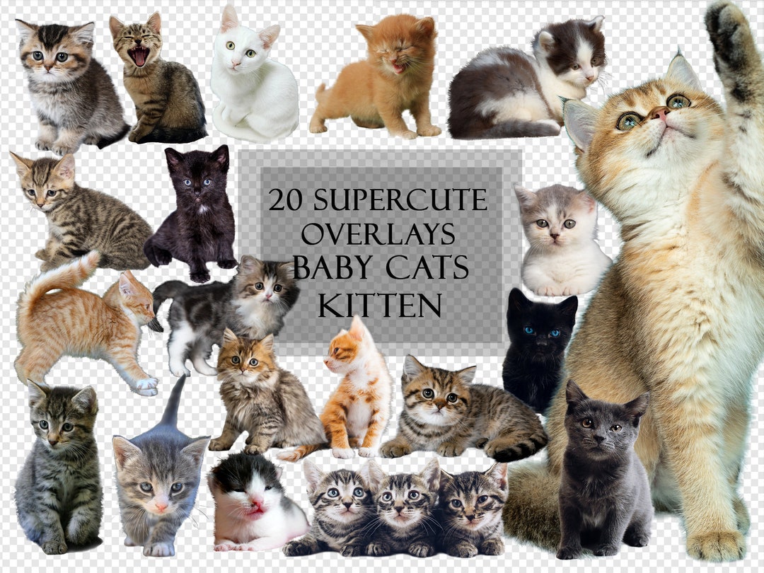 20 Super Cute Baby Cats, Kittens Overlays, Transparent Background, PNG ...