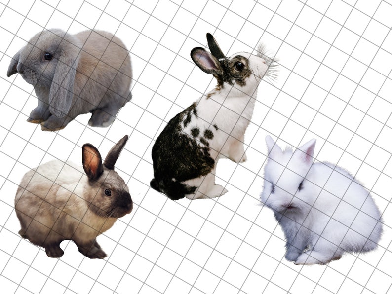 20 Rabbit Overlays, Easter Bunnies, Transparent Background, Clipart ...