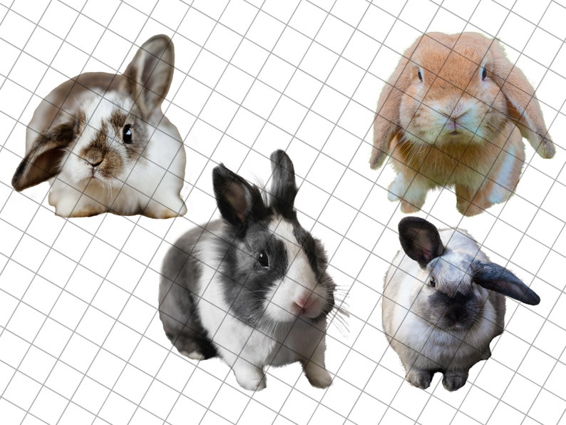 20 Rabbit Overlays, Easter Bunnies, Transparent Background, Clipart ...