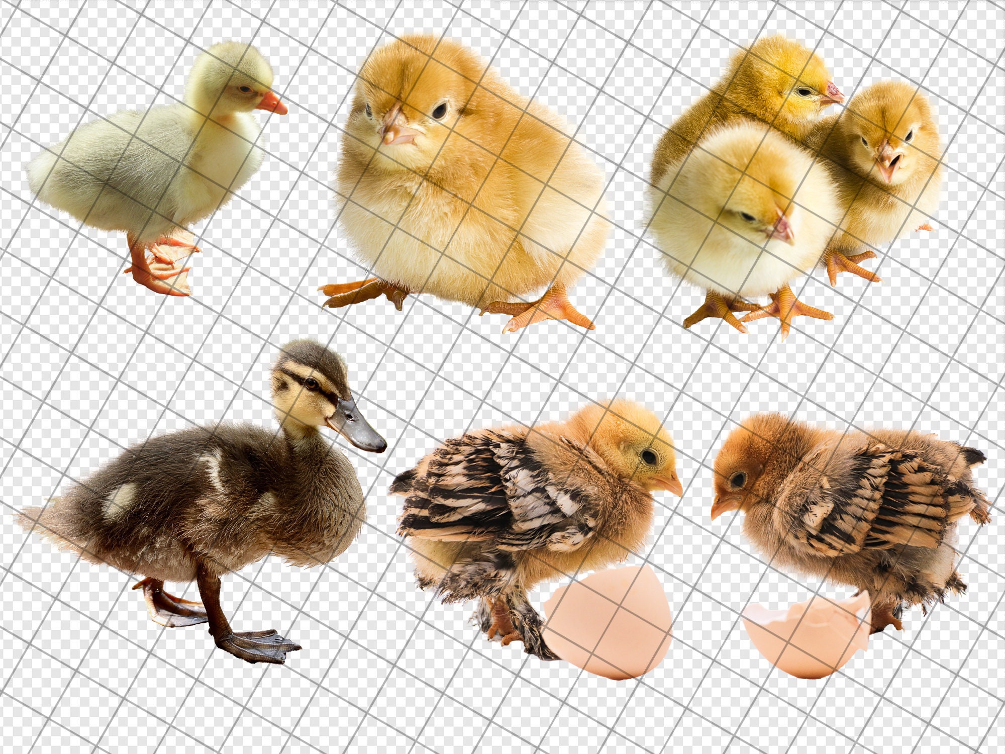 20 Cute Baby Chickens and Ducklings Overlays, Realistic Cliparts, PNG ...