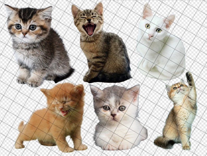 20 Super Cute Baby Cats, Kittens Overlays, Transparent Background, PNG ...