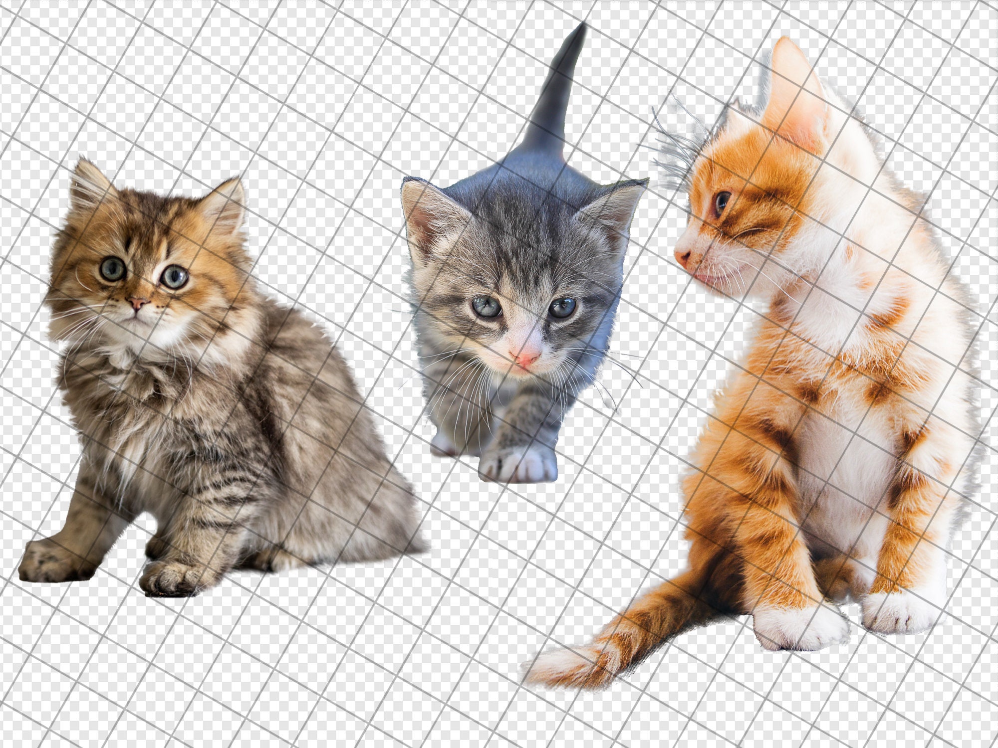 20 Super Cute Baby Cats, Kittens Overlays, Transparent Background, PNG ...