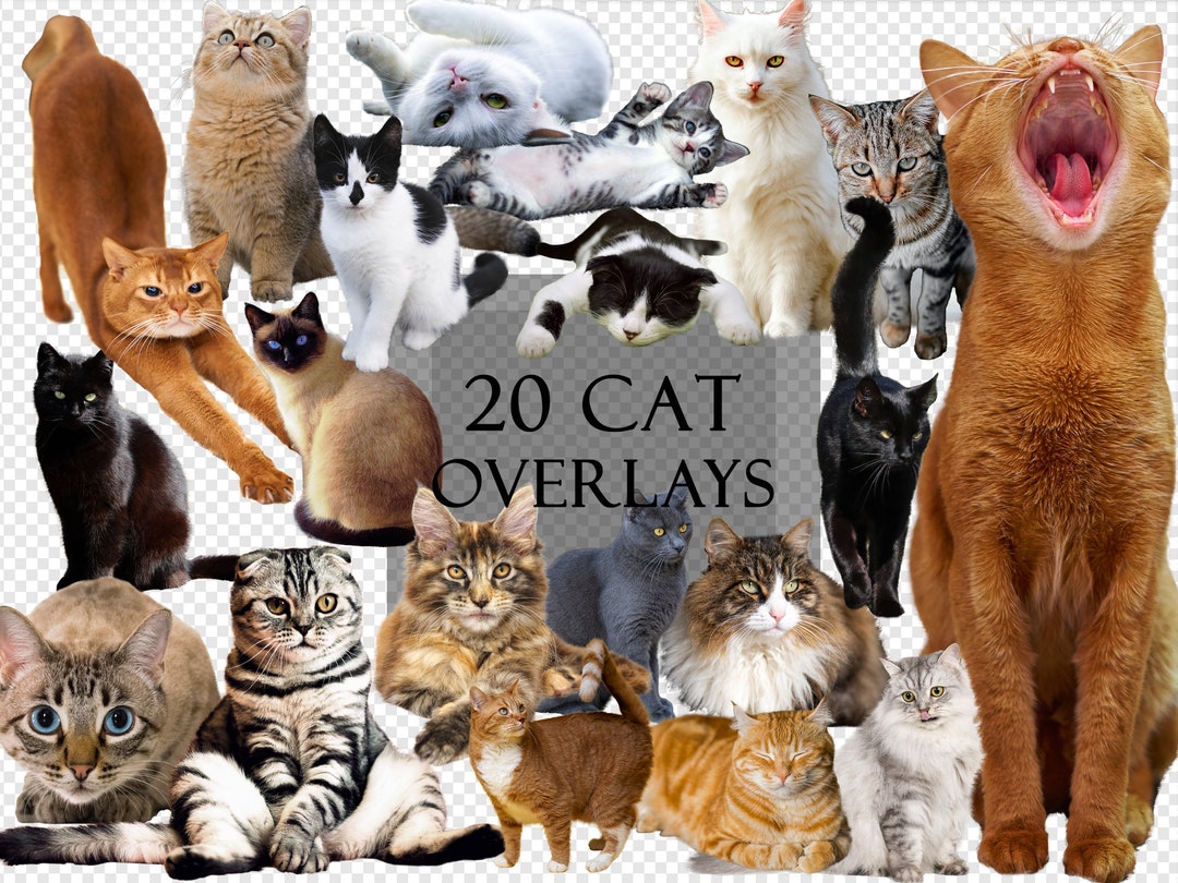 20 Cute and Funny Cats Overlays for Your Creative Image Editing ...