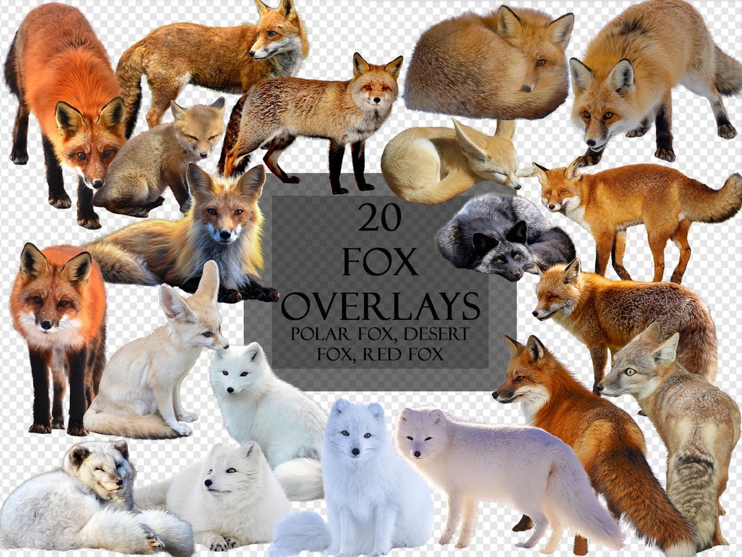 20 Overlays Foxes, Red European Foxes, Desert Fox, Arctic Fox ...