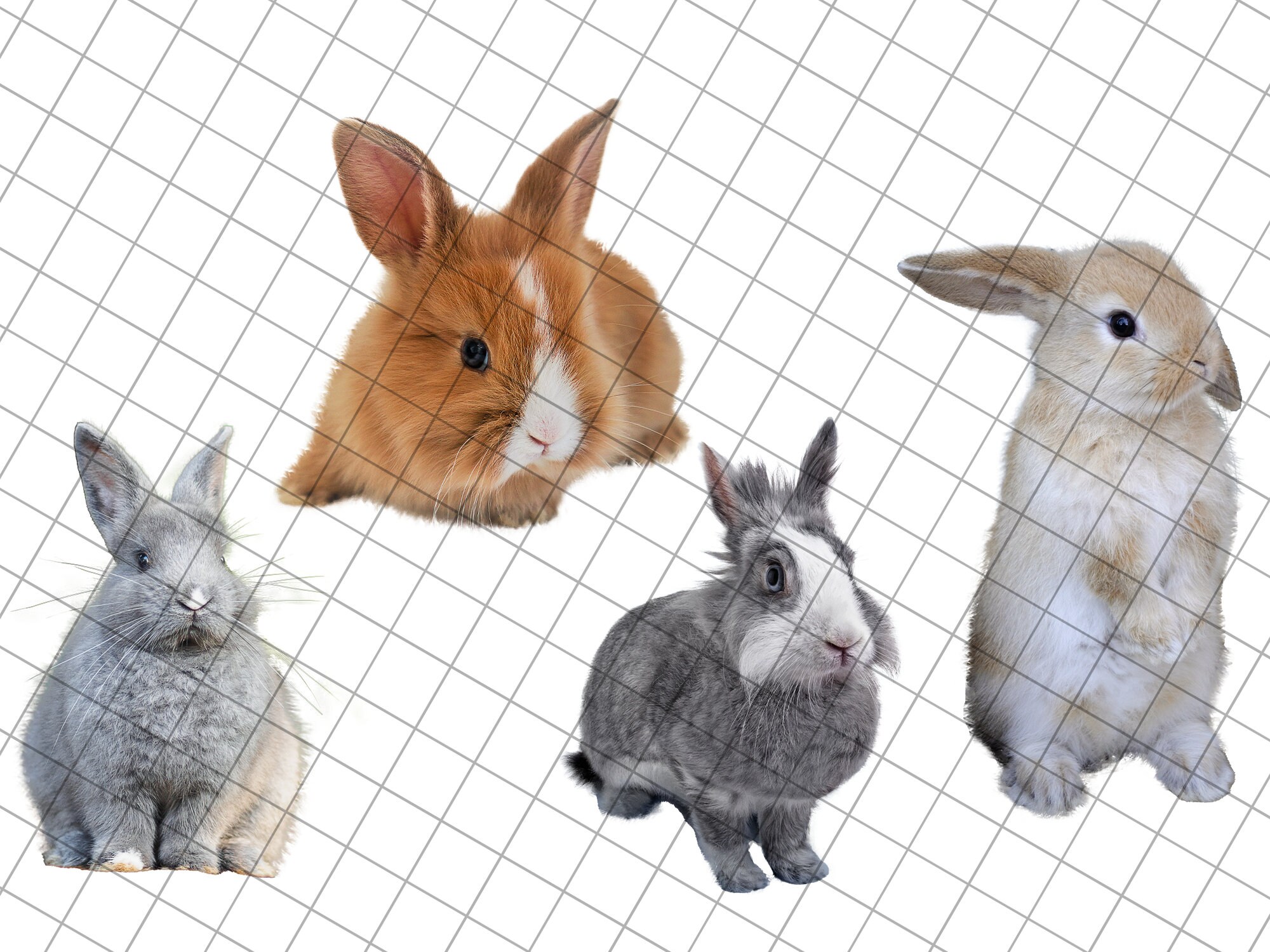 20 Rabbit Overlays, Easter Bunnies, Transparent Background, Clipart ...